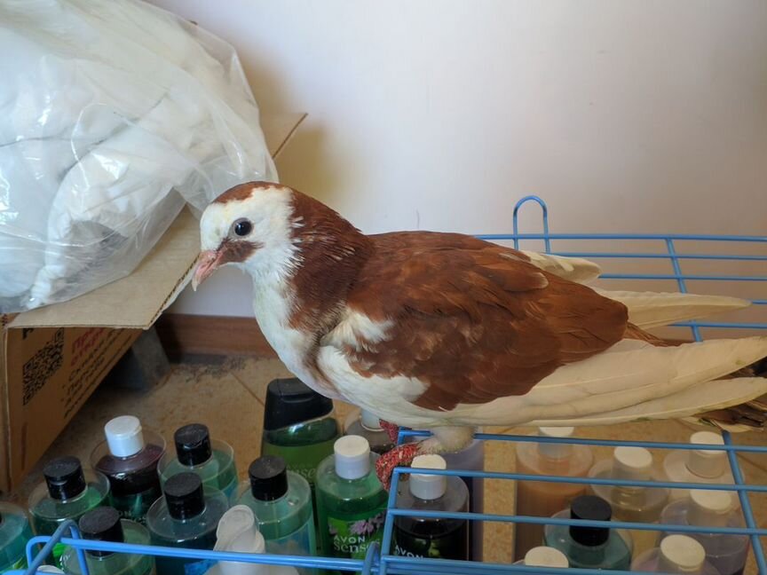 Голубь отдам в хорошие руки