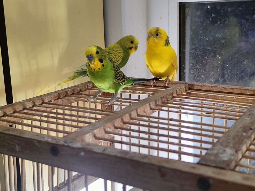 Волнисты попугаи