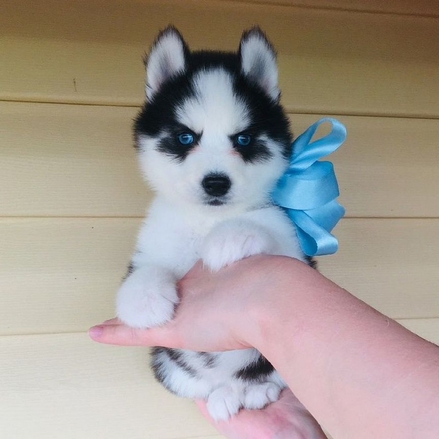 Самые лучшие хасята с документами