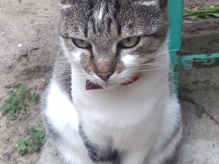 Кошка