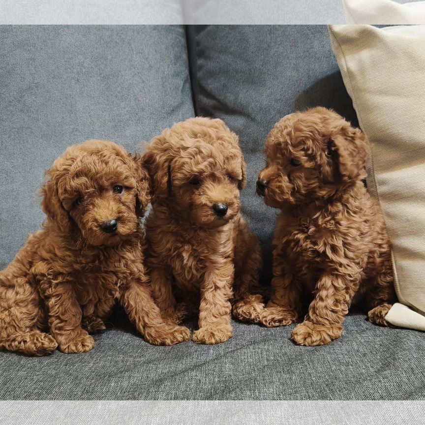 Той-пудель, щенок