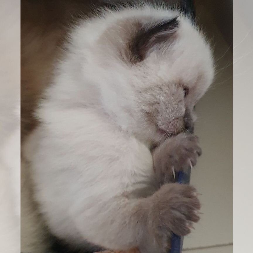 Шотландские вислоухие котята шиншилла