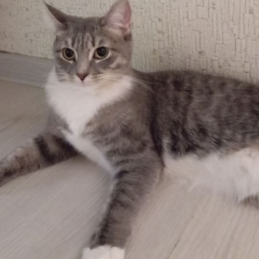 Взрослая, кошка в добрые руки