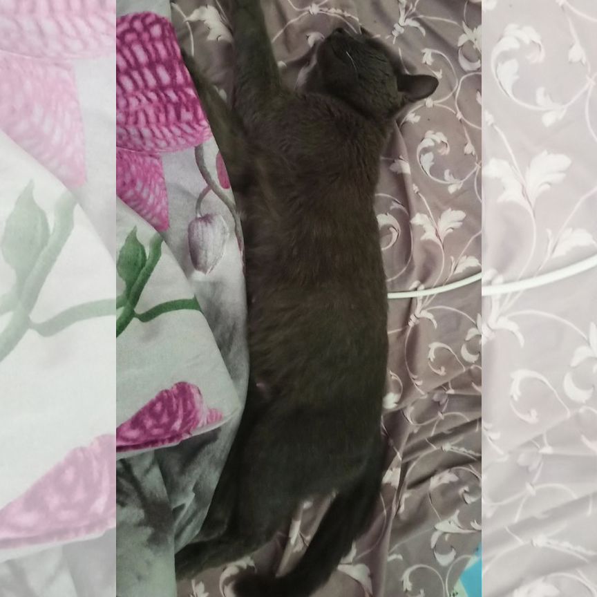 Кошка остаётся одна нужен дом