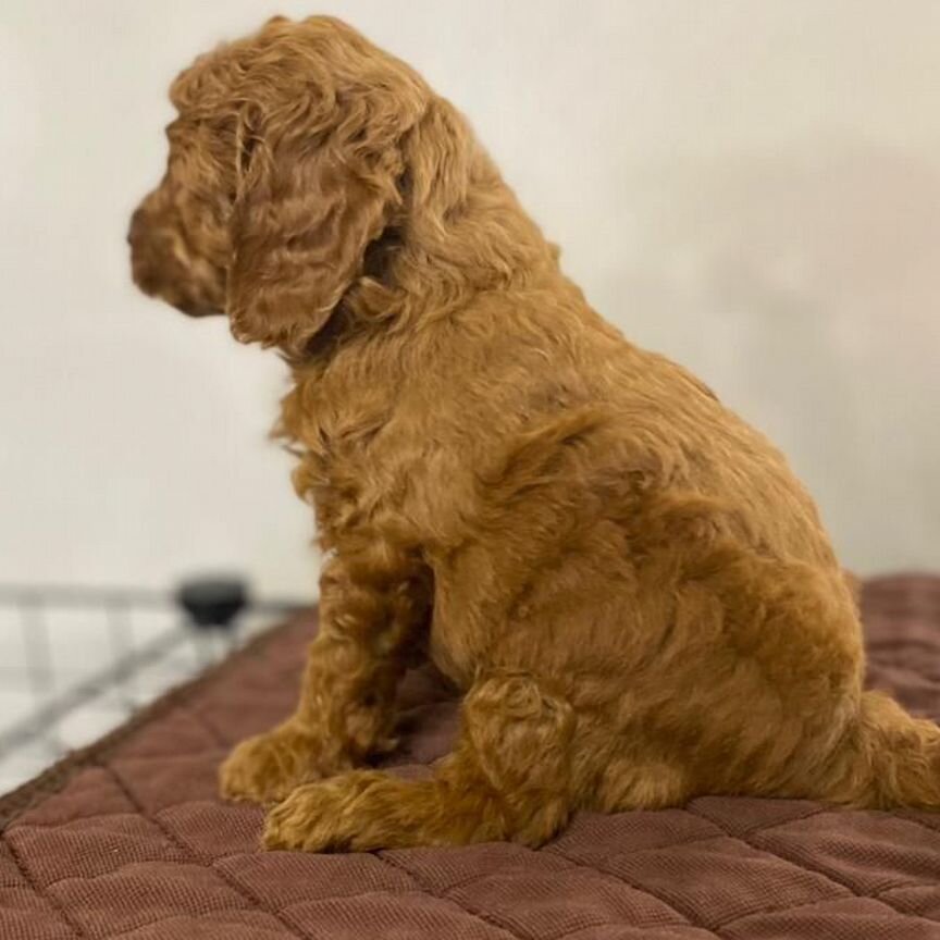 Той-пудель, щенок