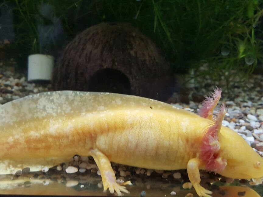 Аксолотль золотой