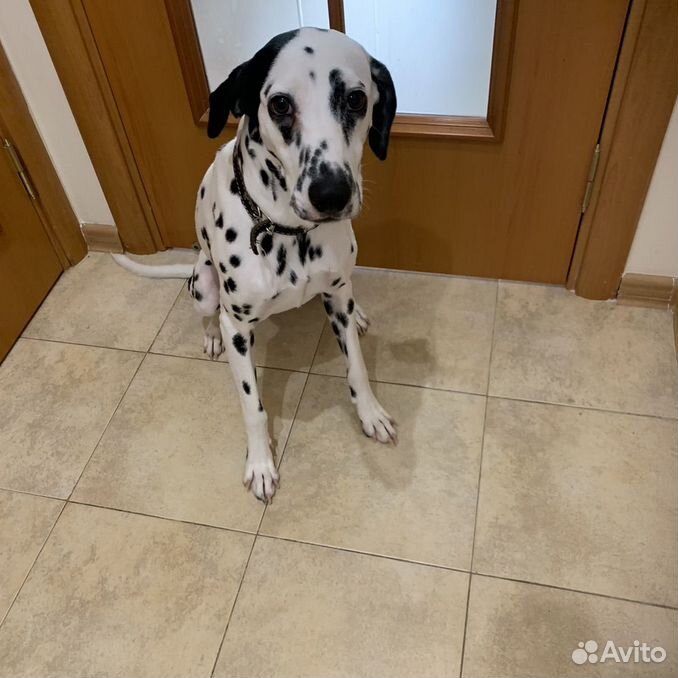 Собака долматинец