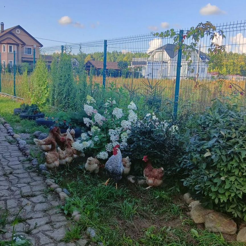 Молодые куры несушки и петух