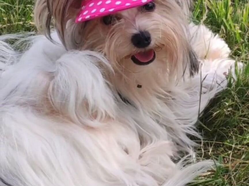 Бивер мальчик 2 года