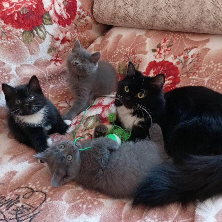 Котёнок в добрые руки