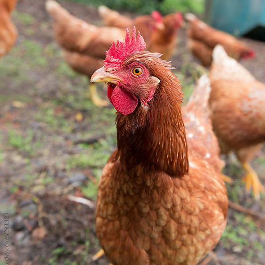 Несушки с доставкой