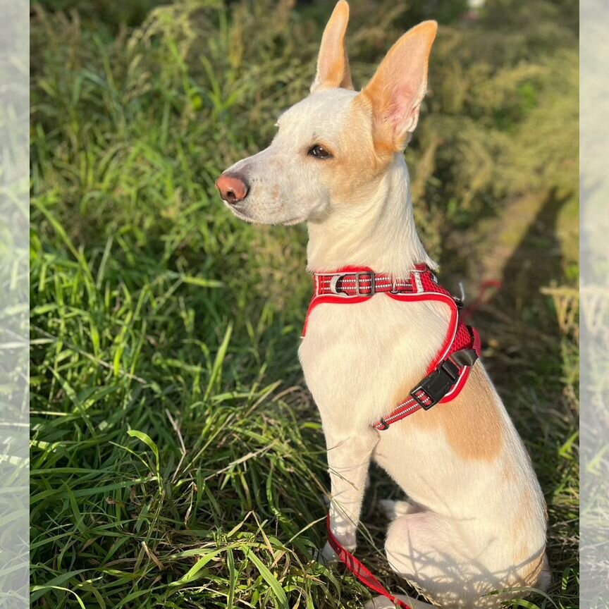 Собака компаньон ищет семью