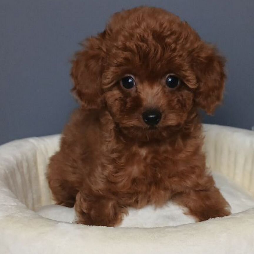 Той-пудель, щенок