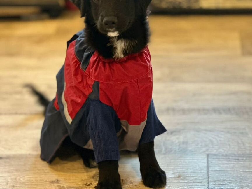 Собаки бесплатно в добрые руки