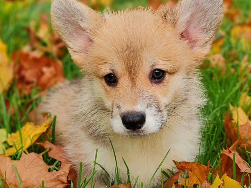 Милые яркие девочки вельш корги пемброк