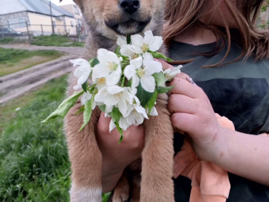 Собака в добрые руки