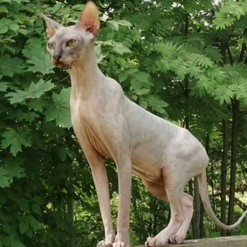 Донской сфинкс кошка
