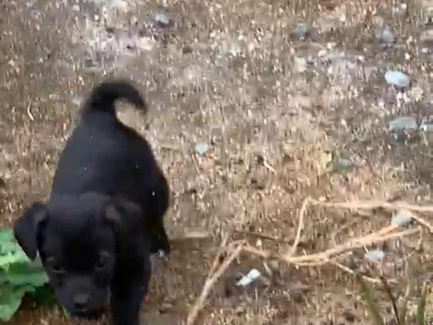 Щеночки в добрые руки