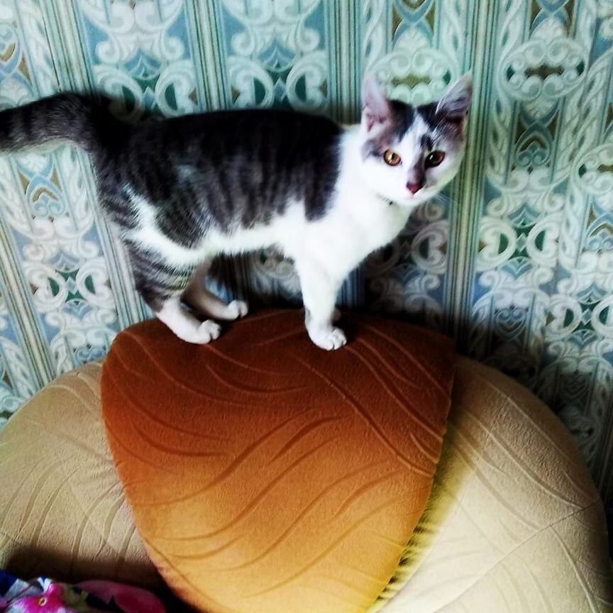 Кошечка котенок в хорошие руки