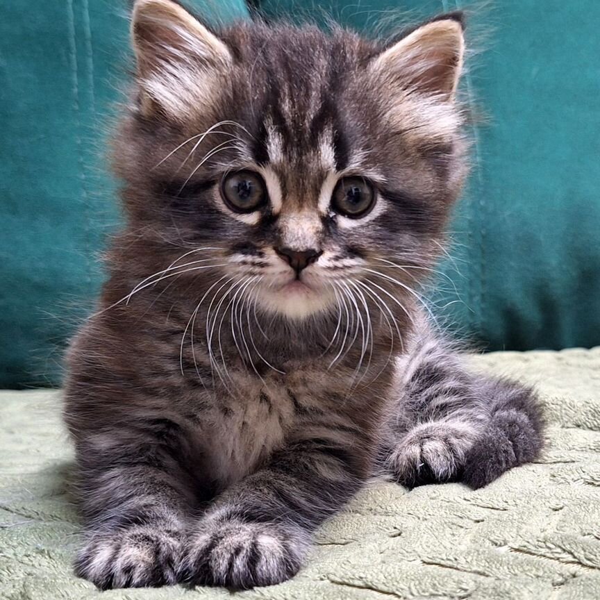 Сибирский котёнок