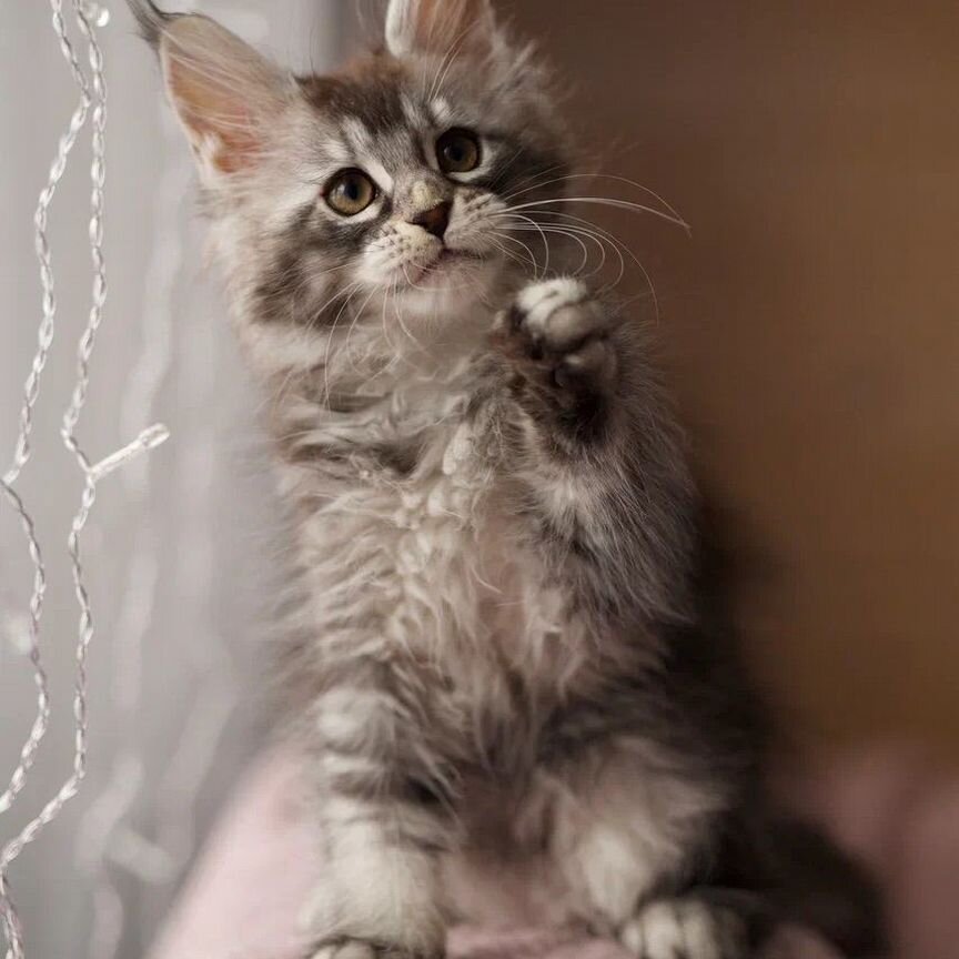 Котенок мейн кун