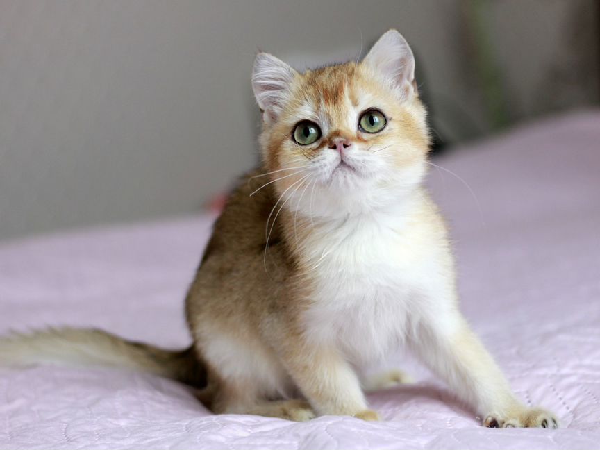 Золотой котенок