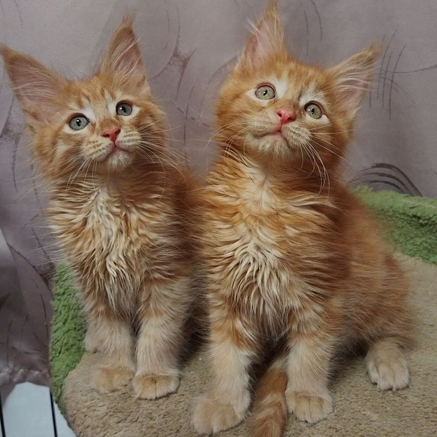 Мейн-кун котёнок