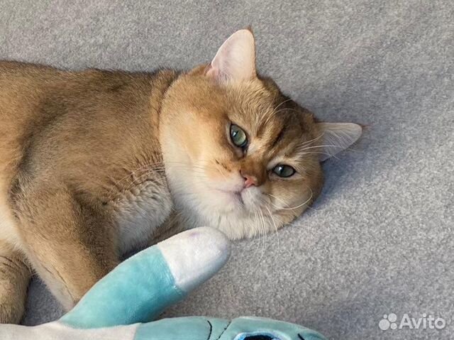 Вязка с британским котом