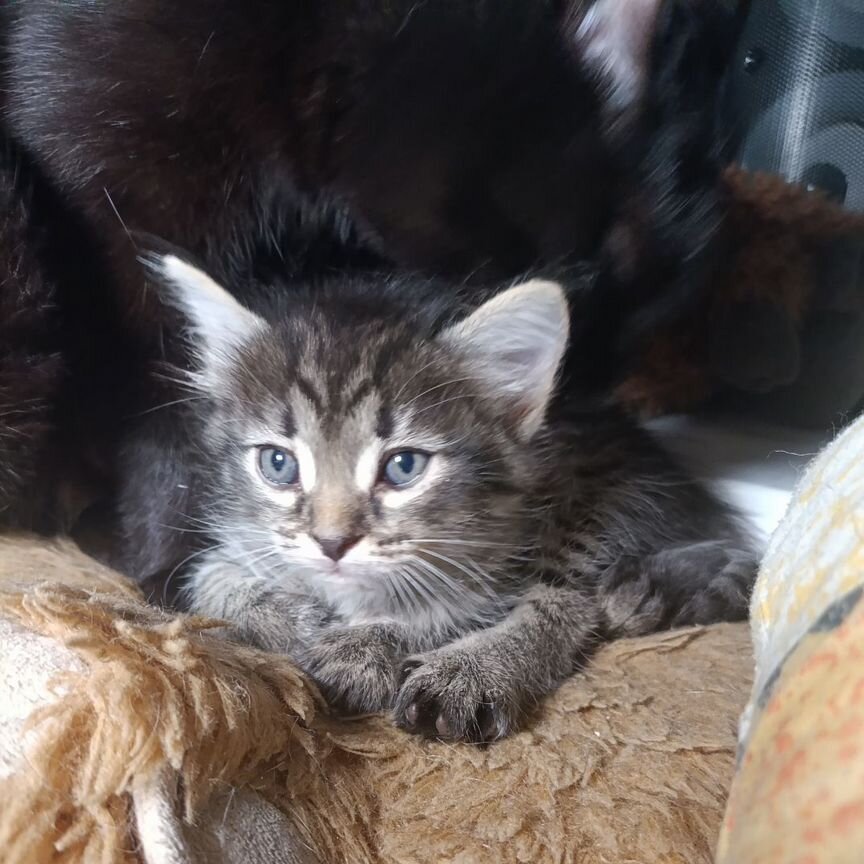 Котёнок в добрые руки
