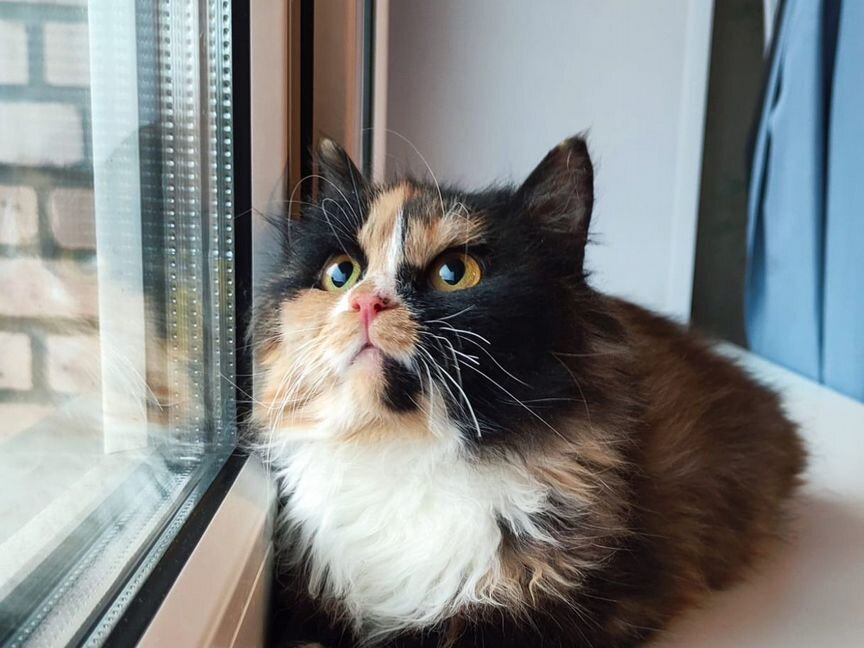 Котёнок сандра, около 3-х мес., трёхцветочка
