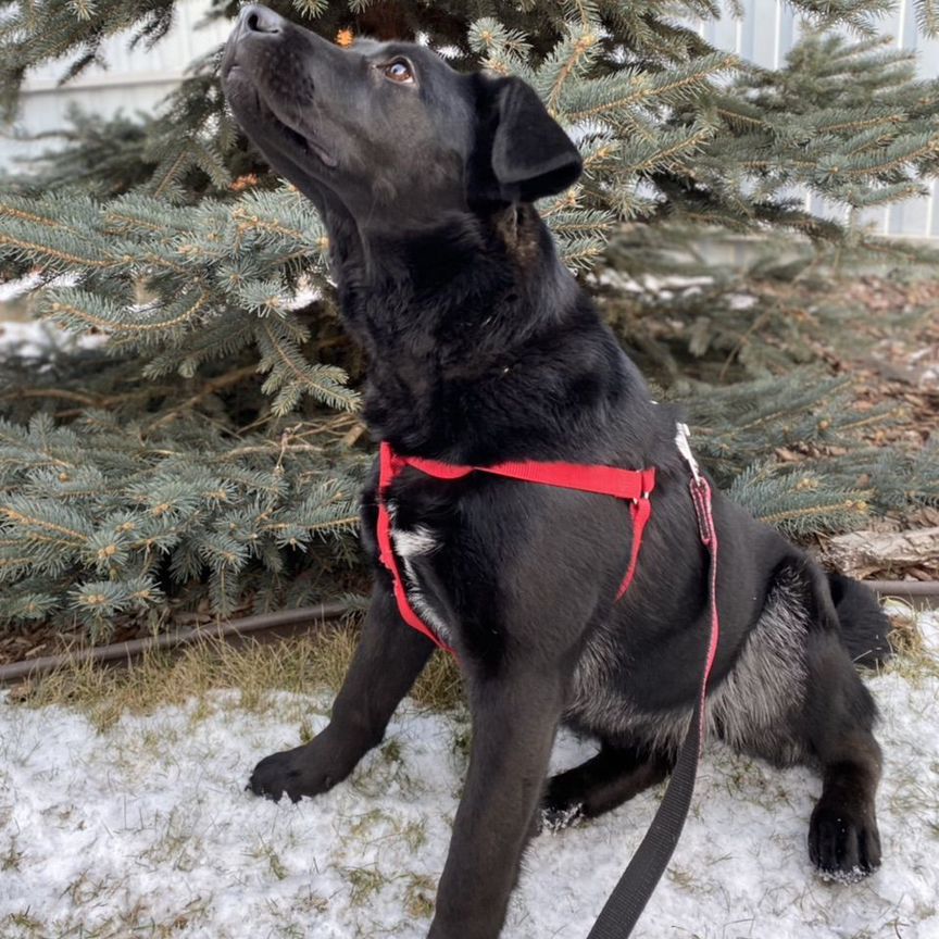 Красавица Багира в лучшие ручки