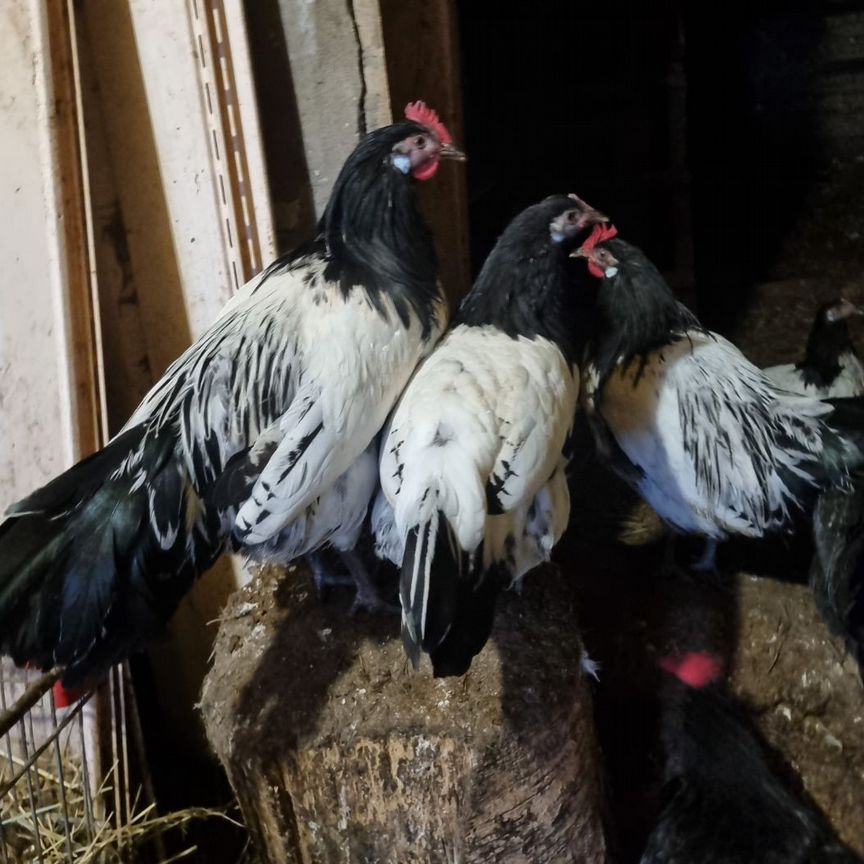 Молодые петухи