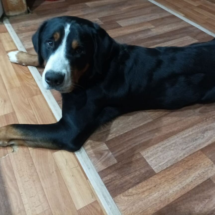 Отдам в добрые руки