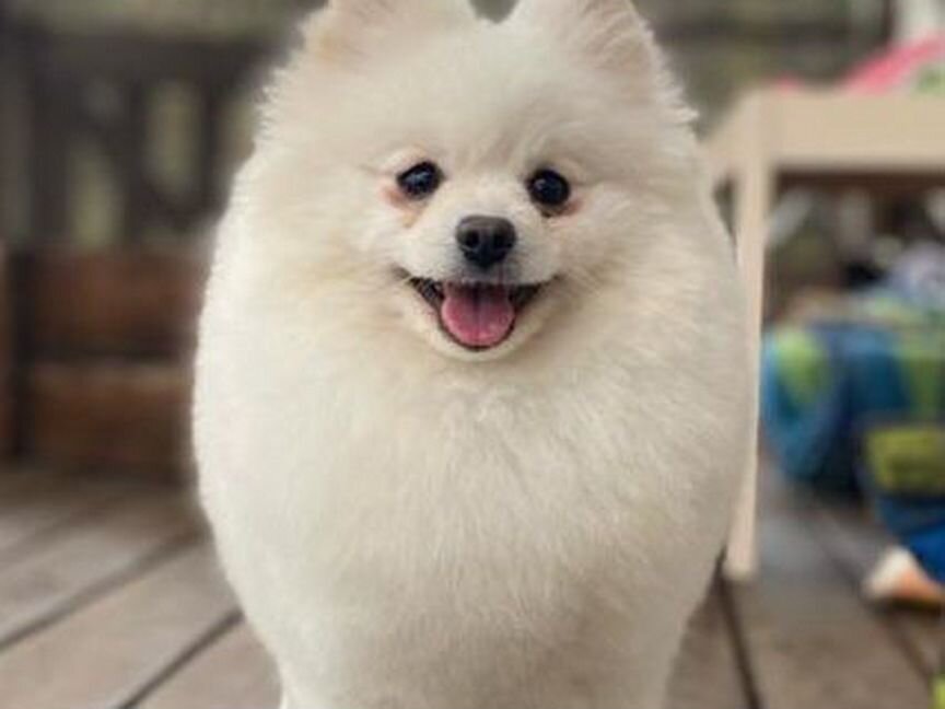 Малый Шпиц в разведение