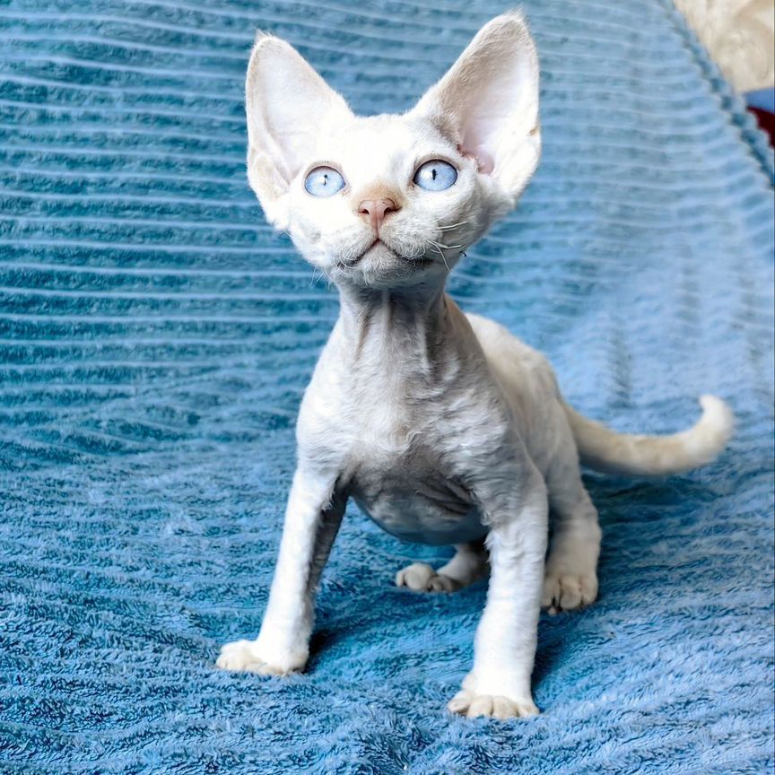 Котенок Девон рекс