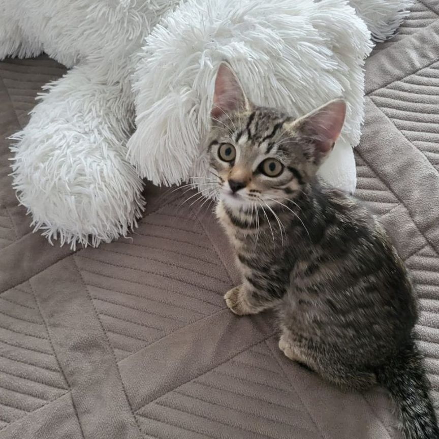 Кошечка в добрые руки