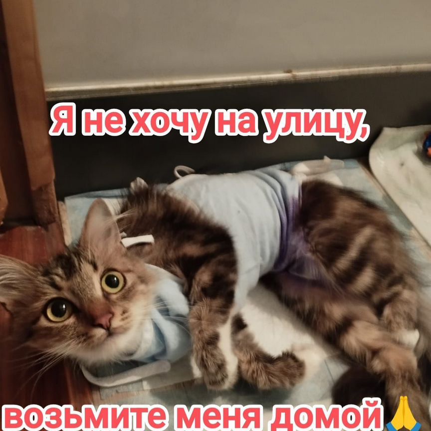 Кошка на улицу хочет домой бесплатно