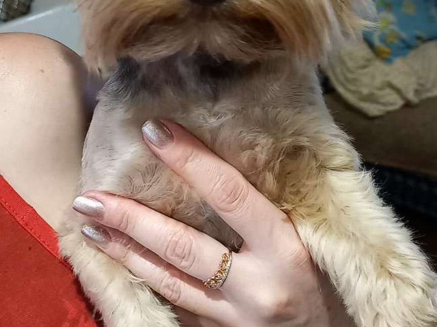 Йоркширский терьер вязка