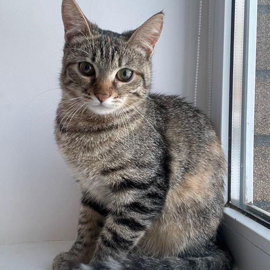 Кошки в добрые руки бесплатно