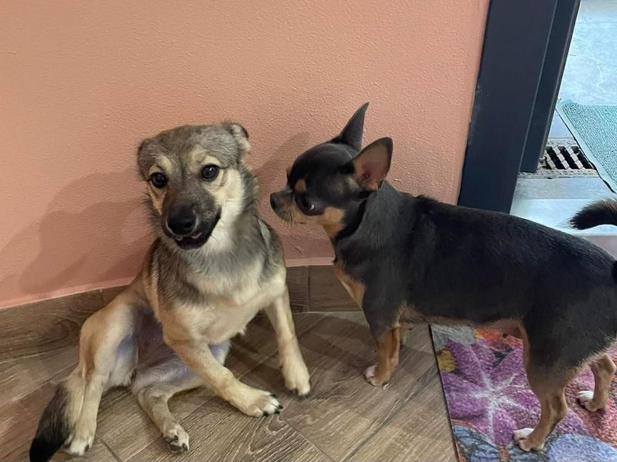 Маленькая собака бесплатно