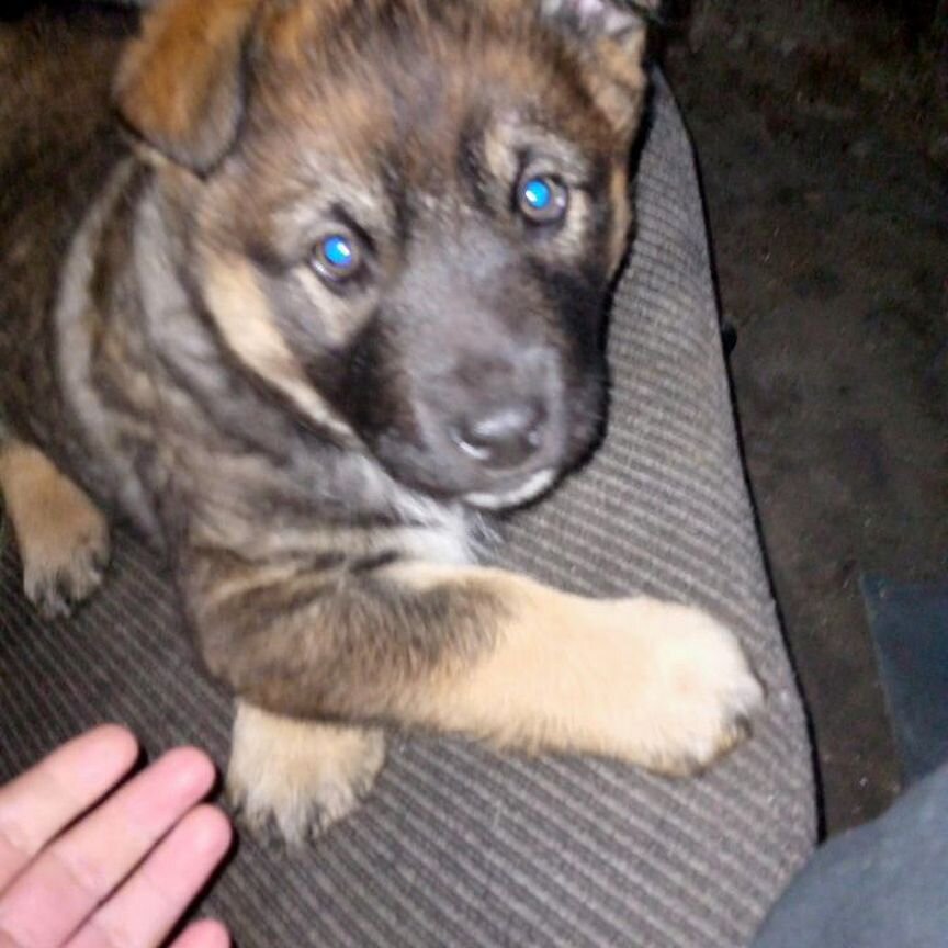 Дворянин охранник