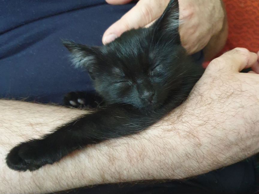 Котенок