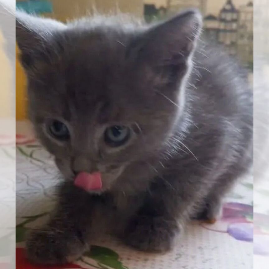 Котёнок в добрые руки