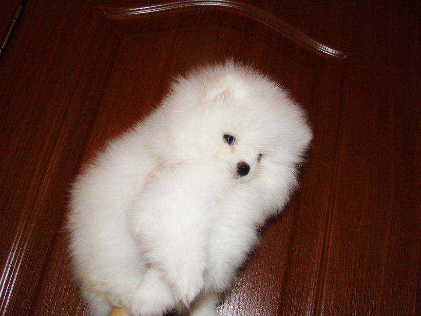 Шпиц мальчик мини красавчик