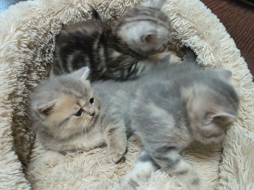 Шотландские прямоухие котята