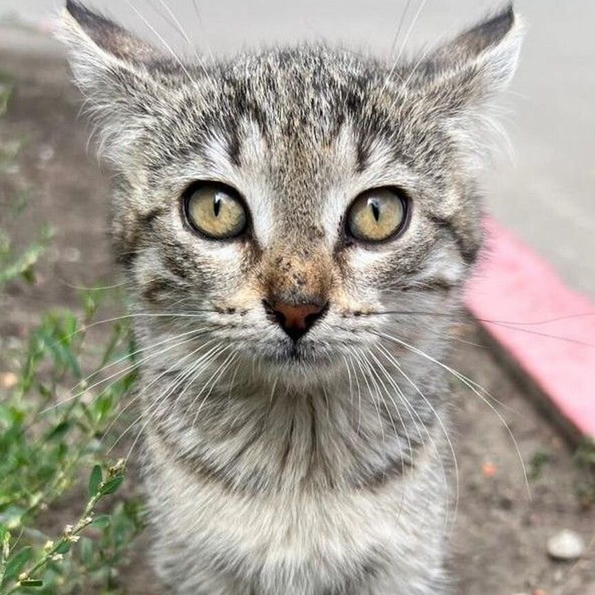 Котёнок бесплатно 1,5-2 мес