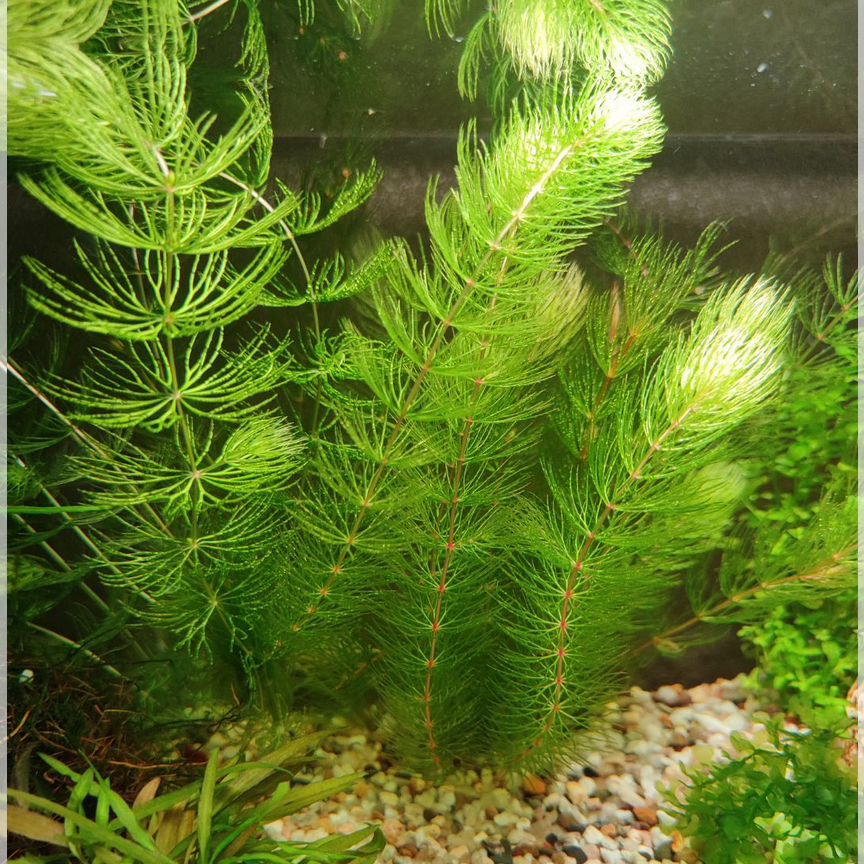 Аквариумные растения