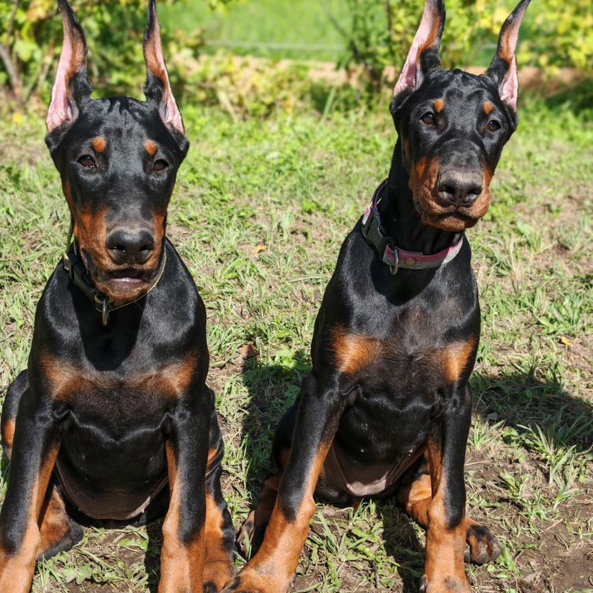 Собаки щенки добермана