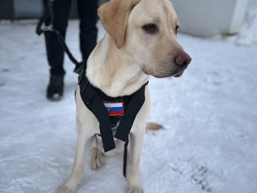 Лабрадор (9 месяцев)