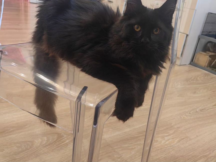 Мэйн кун полидакт